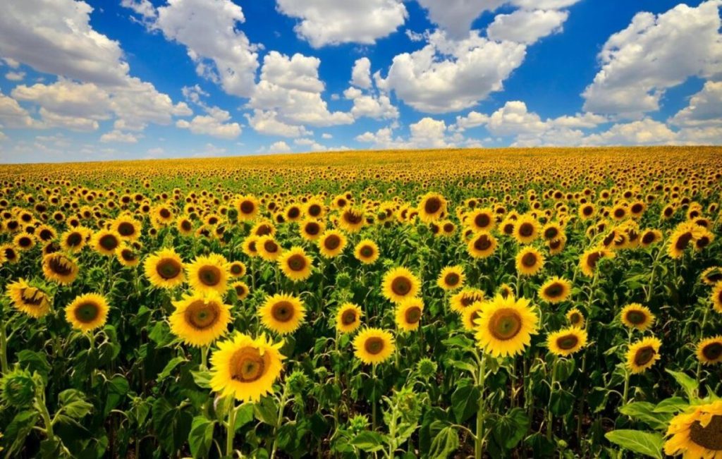 Προϊόντα - ALEXANDRION Group